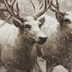 Santa Claus on Sled | Reindeers | Father Christmas on Sleigh | Rustic ...