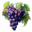 12 Bunch of Grapes Clipart, Bundle of Grapes, Printable Watercolor ...