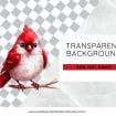 Cute Baby Cardinal Image Clipart Yellow Watercolor Cute Baby Cardinal ...
