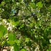 Sparkleberry | 25 Seeds | Vaccinium Arboreum | Farkleberry ...