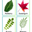 Autumn Leaves Flashcards,fall Montessori,homeschooling,leaf ...