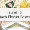 Bach Flower Essence Complete Kit in Wooden Case. Practitioner Remedy ...
