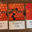 Life Cycle of a Honey Bee | Honey Bee | Three-part Cards | 4 Stages of ...