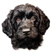 Black Cockapoo Clipart Watercolor Bundle | Dog Portrait | Black ...