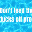 Christmas Elf Don’t Feed the Ducks Prop, Christmas Elf Kit, Holiday Elf ...