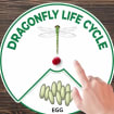 Dragonfly Life Cycle Activities | Homeschool Printable | Life Cycle of ...