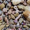 Bulk Fossil Mix Moroccan Assorted Fossils for Crafts, Displays ...
