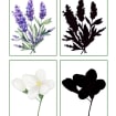 Flower Shadow Matching Card,flower Flashcards,spring Shadow,matching ...