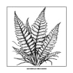 50 Plants Fern Realistic Coloring Page Book, Herbs Floral Nature ...