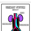 Urinary System Labeling, Urinary System Diagram, Human Body Science for ...