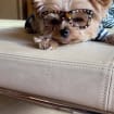 Hello Henri No Lens Professor Dog Sunglasses - Etsy