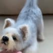 Handmade Crochet Yorkie Puppy | Custom Wool Stuffed Dog | Adorable Gift ...