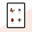 Insects Flashcards, Bugs Flashcards, Minibeast Flashcards, Flashcards ...