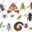 Watercolor Insects Clipart: Bug Illustrations, Transparent PNG (digital ...