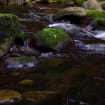 200 Moss Photoshop Overlays: Forest Textures, Backgrounds (digital ...
