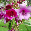 Meriania Nobilis | Amaraboyo | Motley Meriania | Amarrabollo | 10 Seeds ...