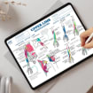 Upper Limb Musculature Anatomy Printable Poster - Etsy