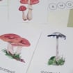 Mushroom Activity Pack, Mushroom Flashcards, Montessori Autumn ...