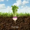 Planting/gardening Unit/study - Parts of the Plant We Eat - Etsy