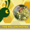The Pollen Poster 2nd Edition (UK Pollen Identification) by Jem's Bees ...