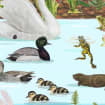 Pond Life Clip Art With Frogs, Water Plants, Insects, Beavers, Heron ...