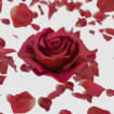 200 Red Roses Photoshop Overlays: HD Textures, Backgrounds (digital ...