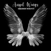 X-ray Angel Wings Overlay: 20 PNG Realistic Feather Wings (digital ...