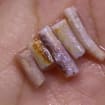 1.65 Cts Dentalium Shell Parcel FO-839 - Etsy