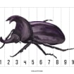 Beetle Number Puzzle,beetle Matching Activity,beetle Symmetry Puzzle ...