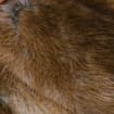 PROFESSIONALLY SOFT Tanned MUSKRAT Pelts/hides - Etsy