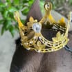 Gold Pet Birthday Crown: for Pets, Dogs Birthday, Cat's, Puppy - Etsy