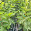 Saijo Persimmon Tree | Sweet | Seedless Fruit | Cold-hardy | Grafted ...