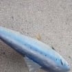 Alosa Alosa, Allis Shad, Grande Alosa, 11-15 Inches 3D Wooden Fish ...