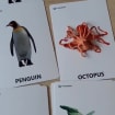 Sea Animals Cards Montessori Ocean Animals Activity Montessori Cards ...
