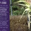 Hopi Blue Indian Corn: Heirloom, Native American Corn, Field Corn, Hopi ...
