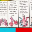 The Respiratory System Human Body Cut and Paste Sequencing Activity and ...