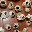 10 Small Single Barnacles 10 in a Lot, These Are All One-of-a-kind ...