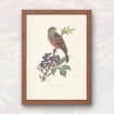 1960 ORTOLAN BUNTING Print - Vintage Bird Print - Bird Illustration ...