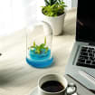 Miniature Tropical Pitcher Plant, Nepenthes Tobaica, Carnivorous ...