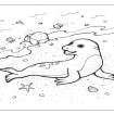 Printable Seals Coloring Pages for Kids and Adults | 70 Pages | Instant ...