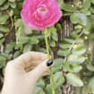 Ranunculus - Tecolote Rose - 10 Corms - Vivid Pink Persian Buttercups ...