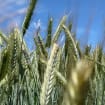 100 Grain Seeds - Winter Rye -heirloom -grow Your Own Grain and Flour ...