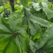 TRUMPET LEAF (cecropia Peltata) | Airdried & Grounded, Wild Crafted ...