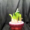 Green Onion Re-grower: Kratky Hydroponics Adapter for Mason Jars - Etsy
