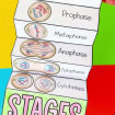Mitosis Cell Division Foldable Cut and Paste Science Activity and ...