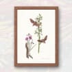 1960 VINE HAWK MOTH Print - Vintage Insect Print - Bug Illustration ...