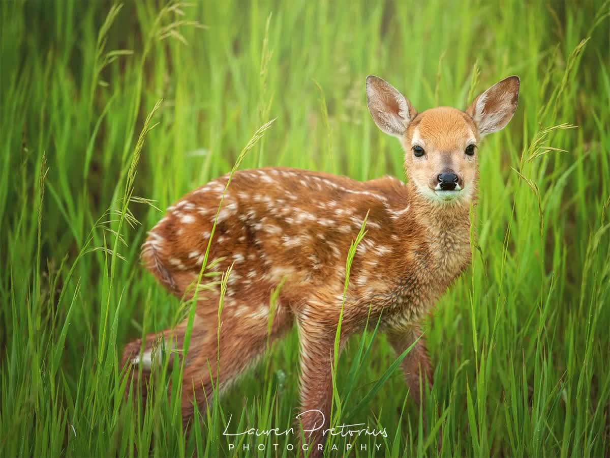 Baby Chital Deer