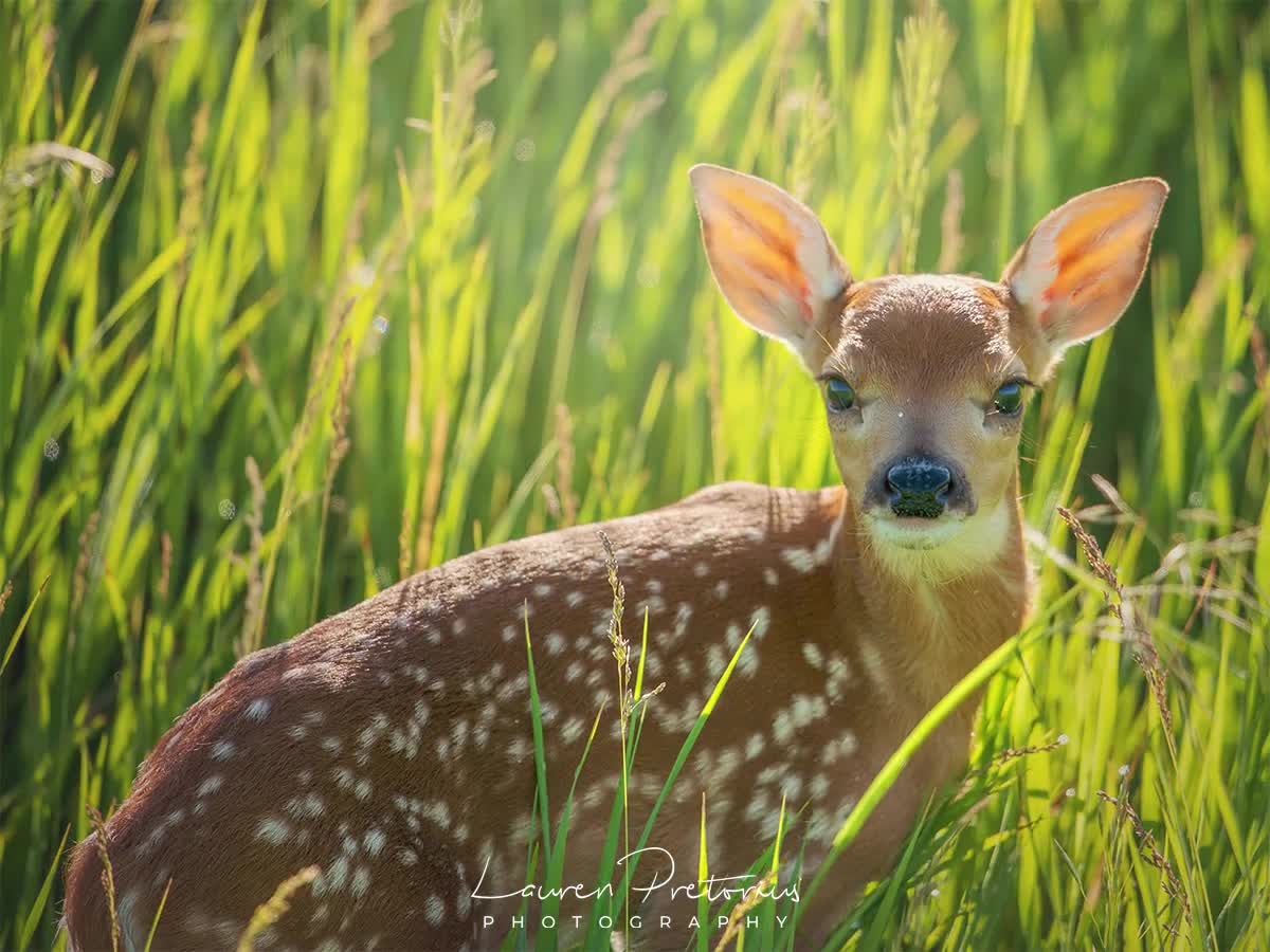 Baby Chital Deer