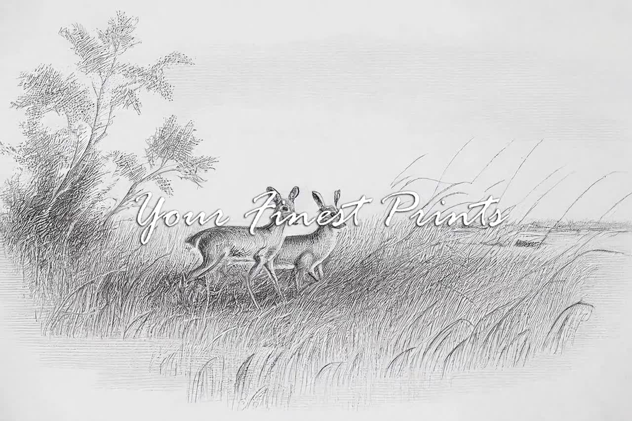A Buck In Field Drawing Landscape With Two White Tailed Deer