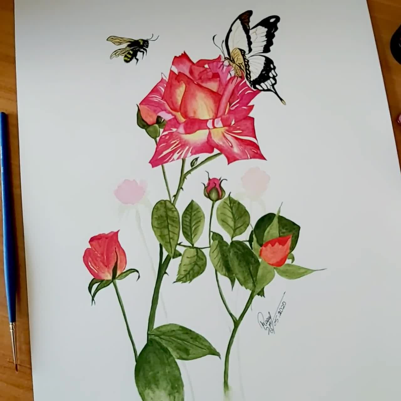 Butterfly And Rose Drawing
